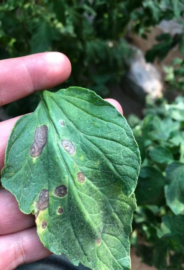 tomato (tomato-c9gl8) - Roboflow Universe