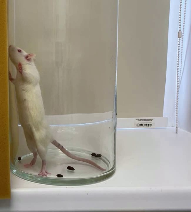 Rat Object Detection Dataset by class 1B