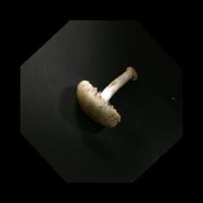 Mushroom_train Object Detection Model by Burapha