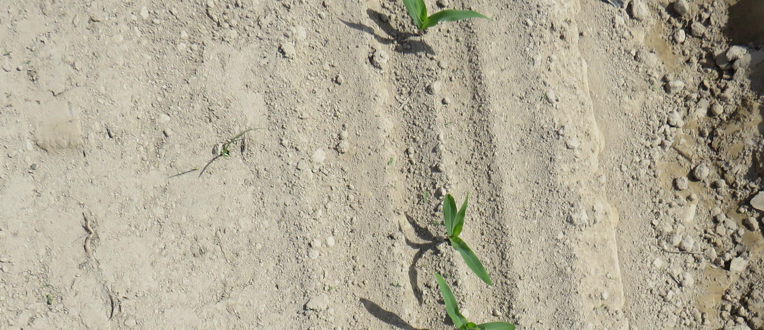 weed-crop Object Detection Model by pitcropweed