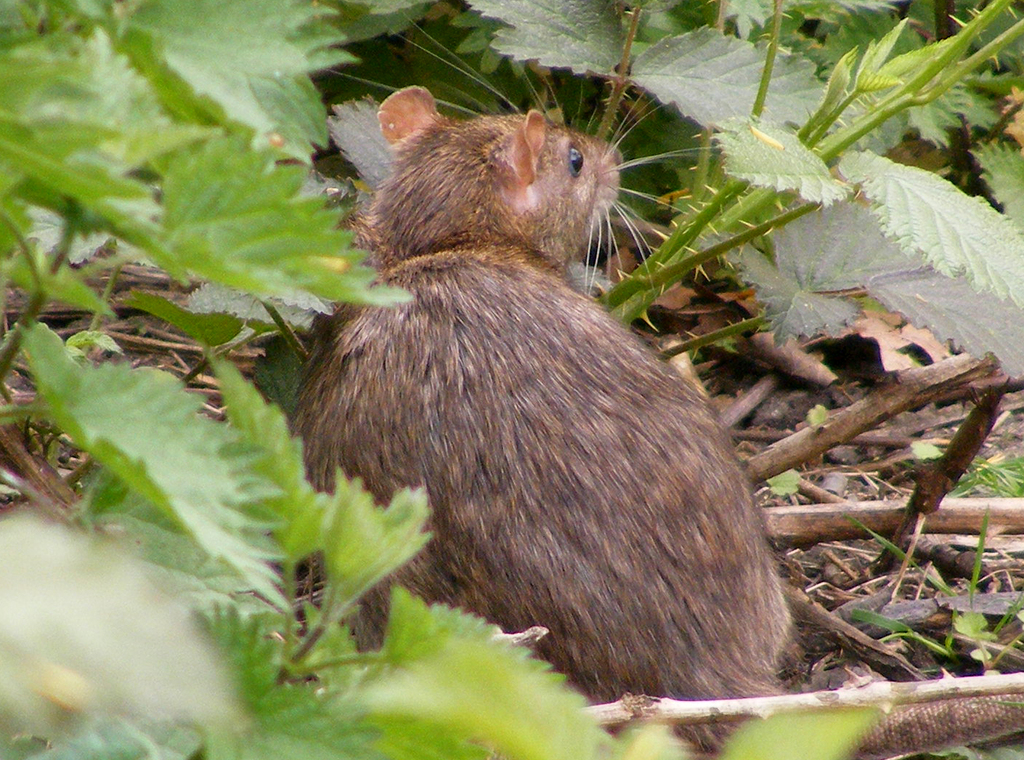 Mouse Detection Object Detection Dataset By Ai Training 