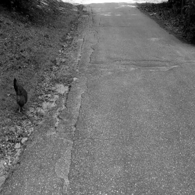 Animal Detection Object Detection Model by Nirma University