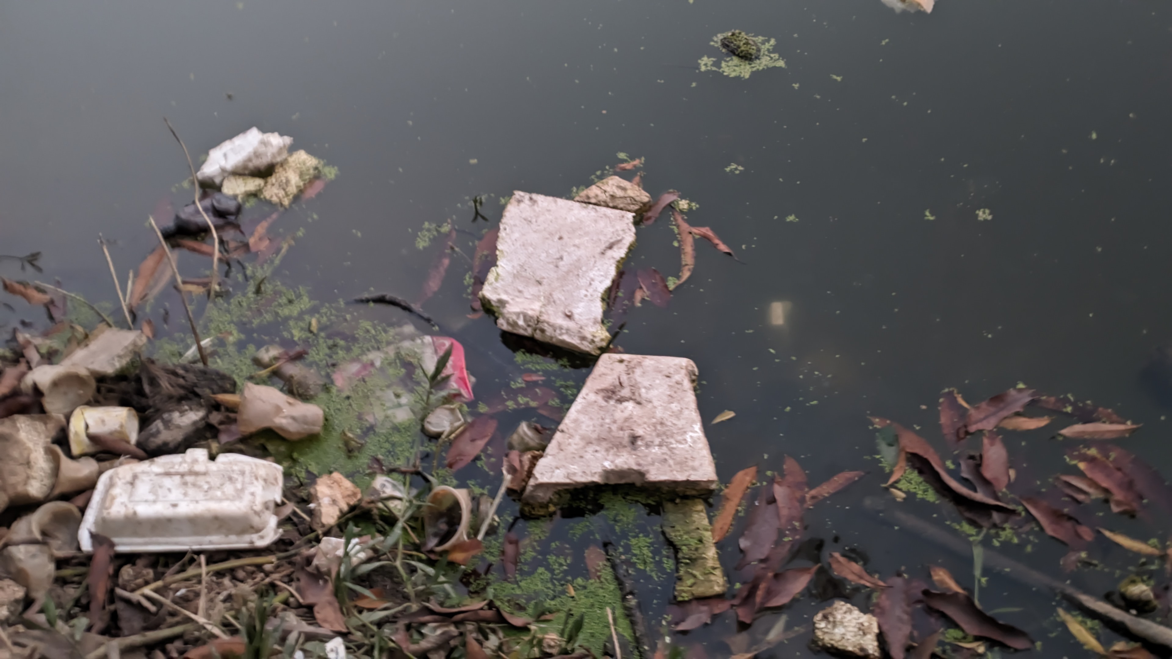 DIP Classification Object Detection Model by Aranya