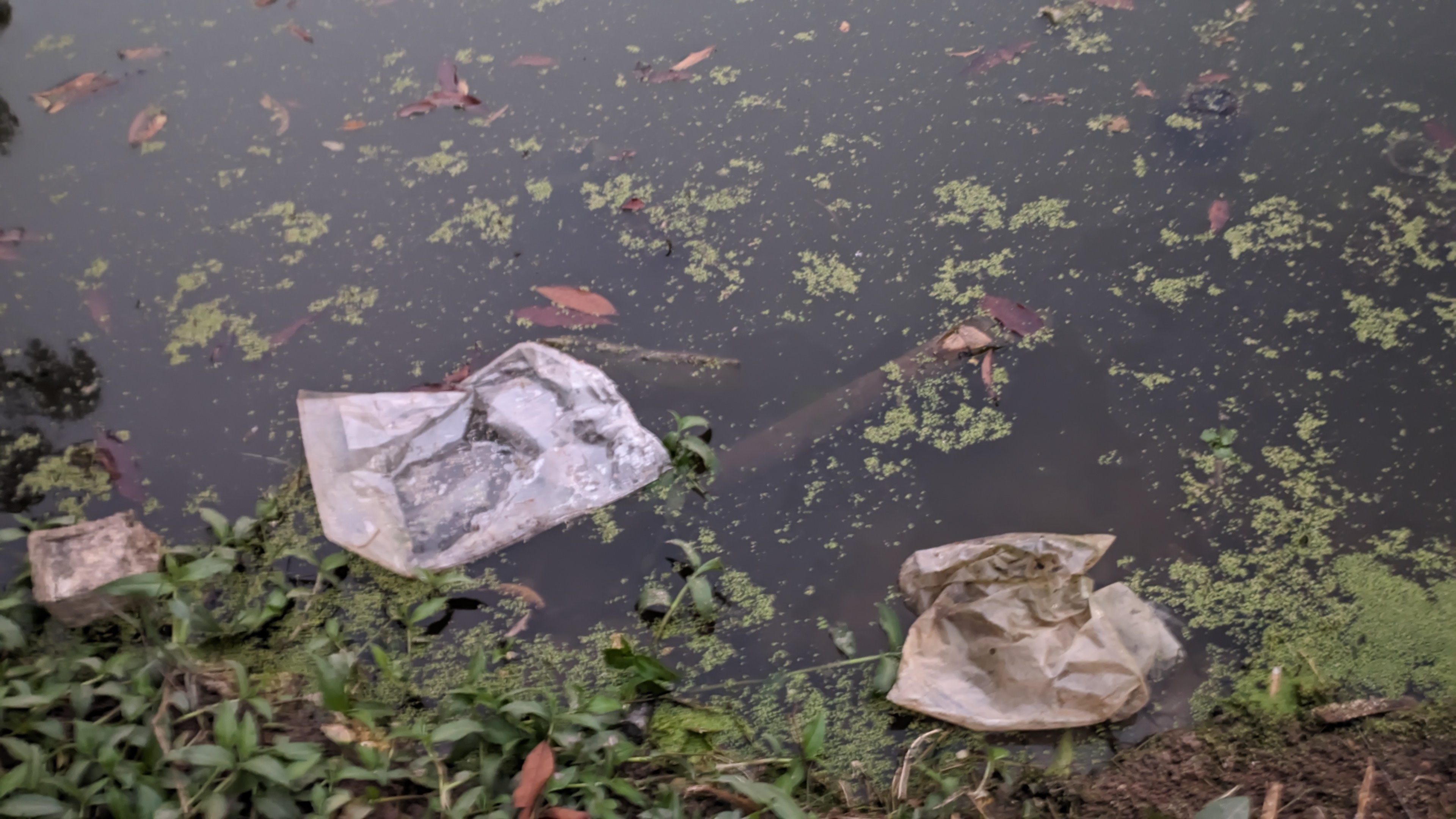 DIP Detection Object Detection Dataset by Aranya