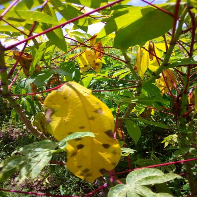 How to Use the Cassava leaves disease Object Detection API