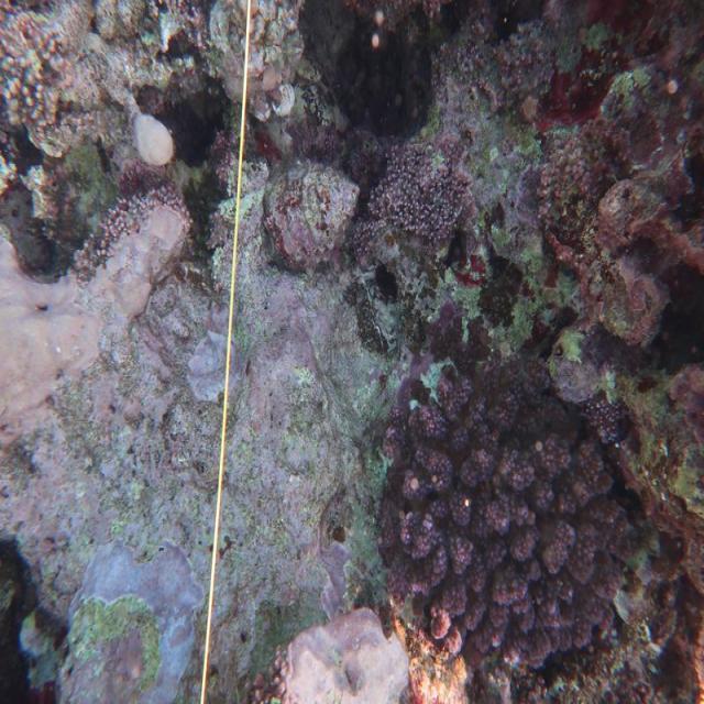 Graduation Design Object Detection Dataset and Pre-Trained Model by Coral Pathology Detection