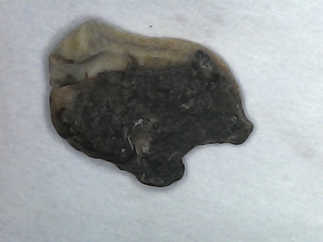 Coffee-Capstone-2 Object Detection Dataset by BEANCODERS