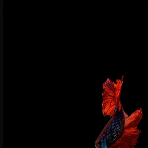 fish vision Object Detection Model by Myworkspace