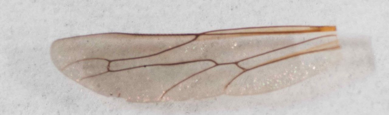 insect wings pattern Object Detection Model by wing analysis