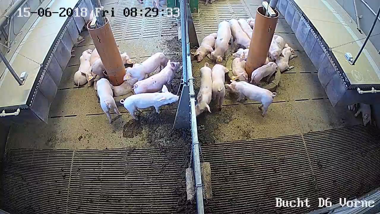 pigs_advanced Object Detection Dataset by Pontus Hedman