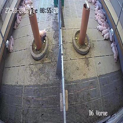 pig_detection Object Detection Dataset by Pontus Hedman