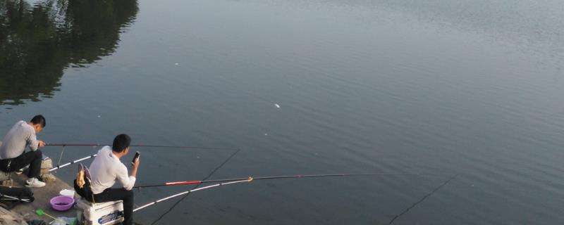 FishingBehaviorDetection Object Detection Model by basstk