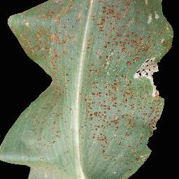 Maize Object Detection Dataset and Pre-Trained Model by DigitalLead