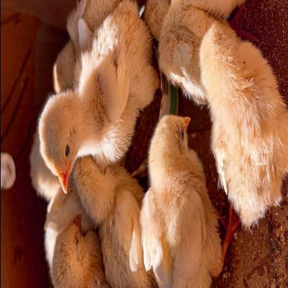 HEN v3 Object Detection Dataset by v1