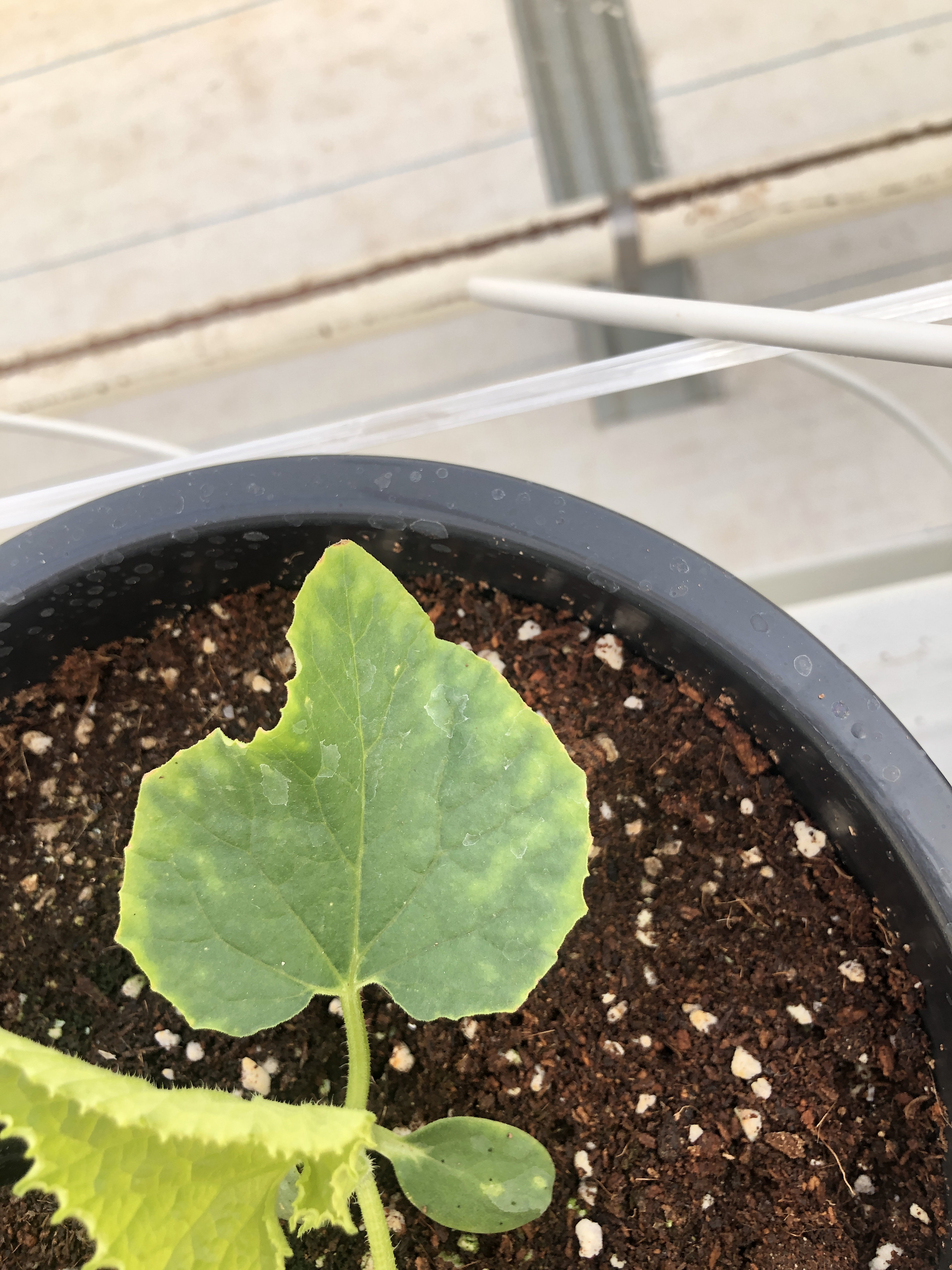 Melon-Leaf-AI Object Detection Model by airmutsb