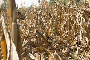 Corn_Detection Object Detection Dataset and Pre-Trained Model by Hackathon