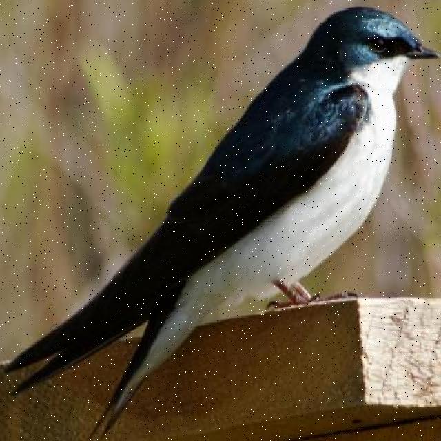 Animals Instance Segmentation Model by PUDDING