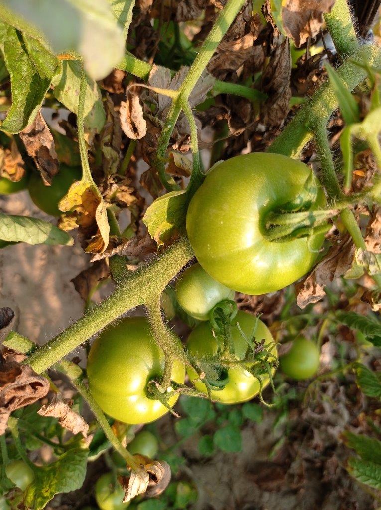 Tomato Maturity Object Detection Dataset by gregworkspace