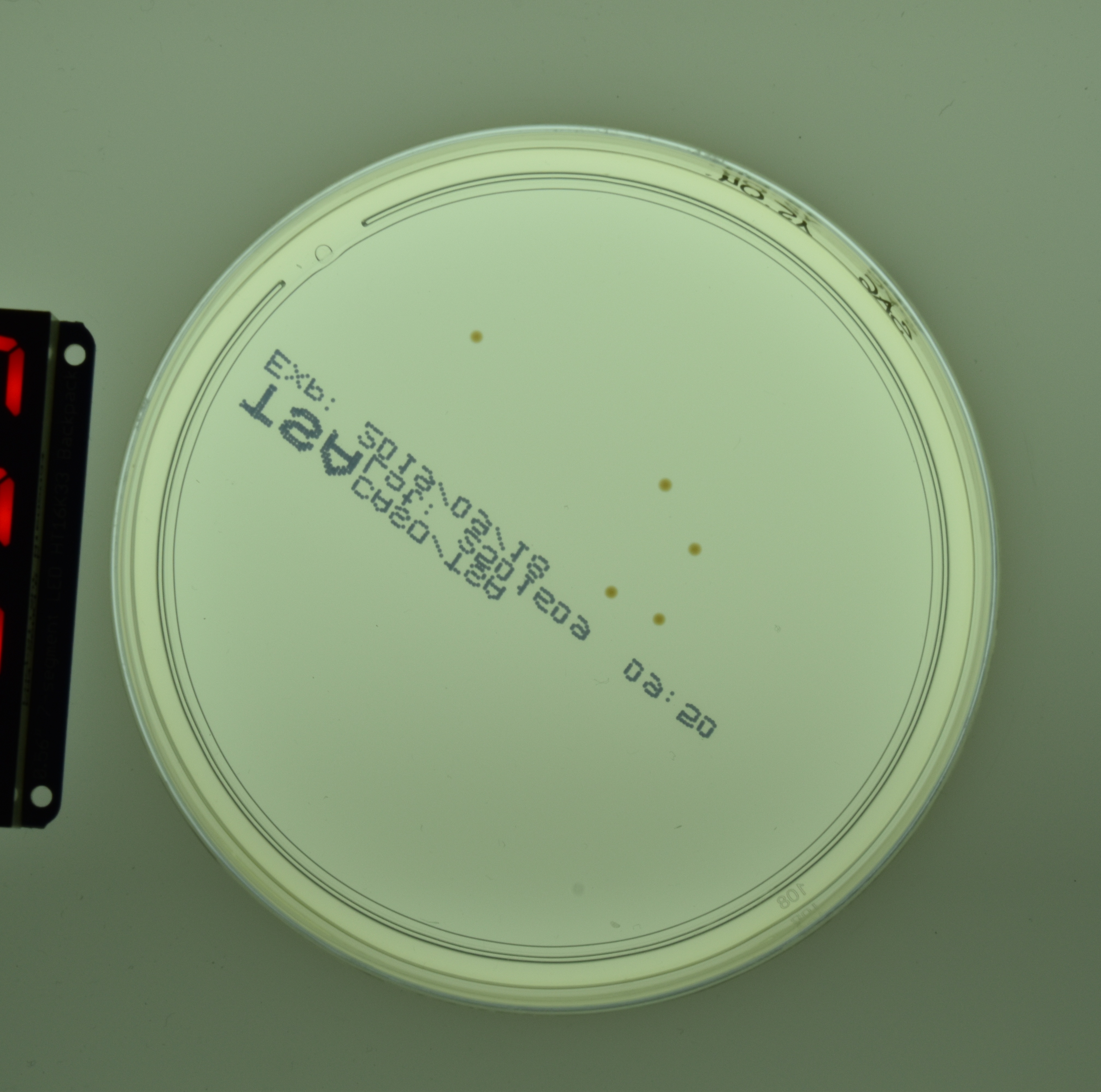 bacteria Object Detection Model by skripsi