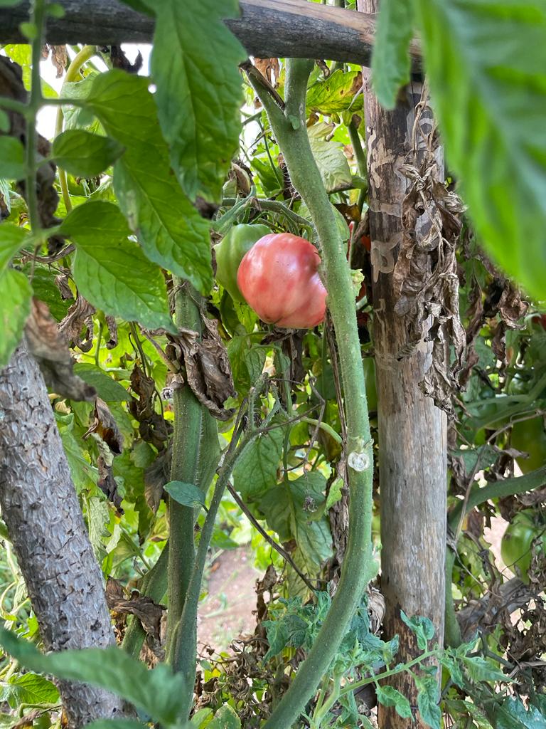 TOMATO Instance Segmentation Dataset by Testeyolo