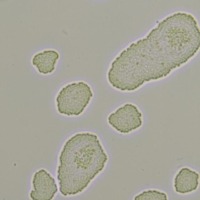 Hiu Yin - Roboflow Universe