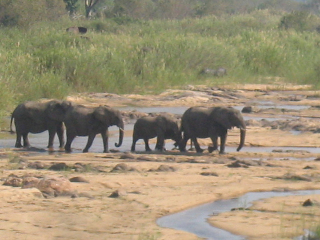 COCO Dataset Object Detection Dataset by Sentinel