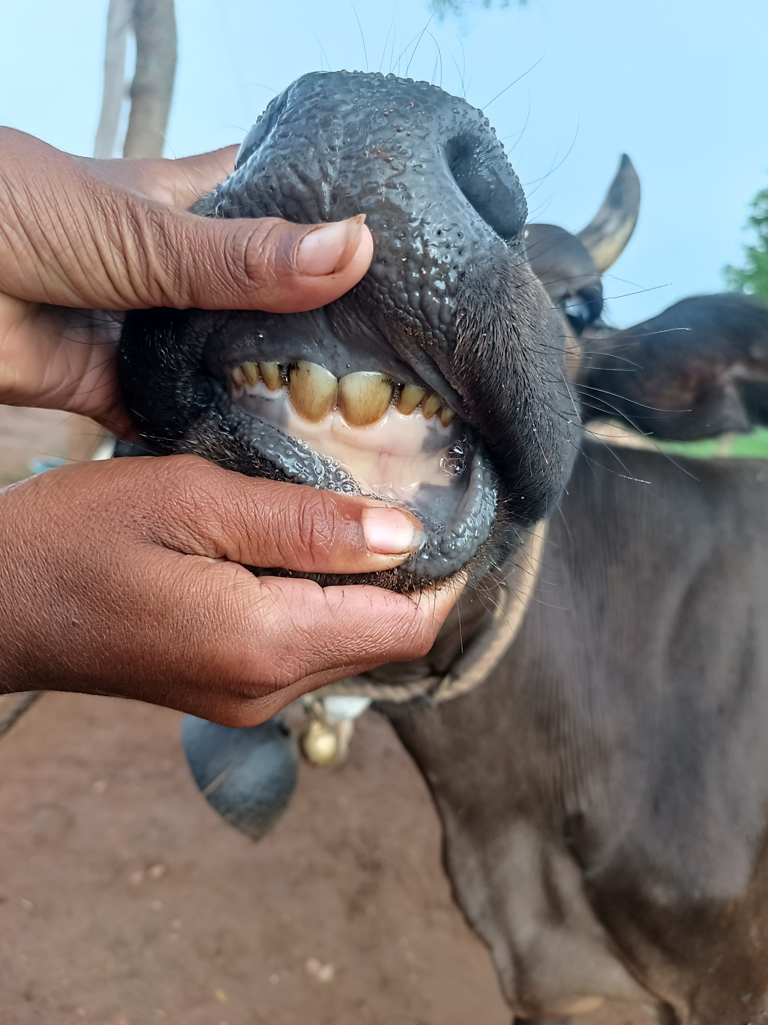 Cattle Object Detection Dataset by Shivu