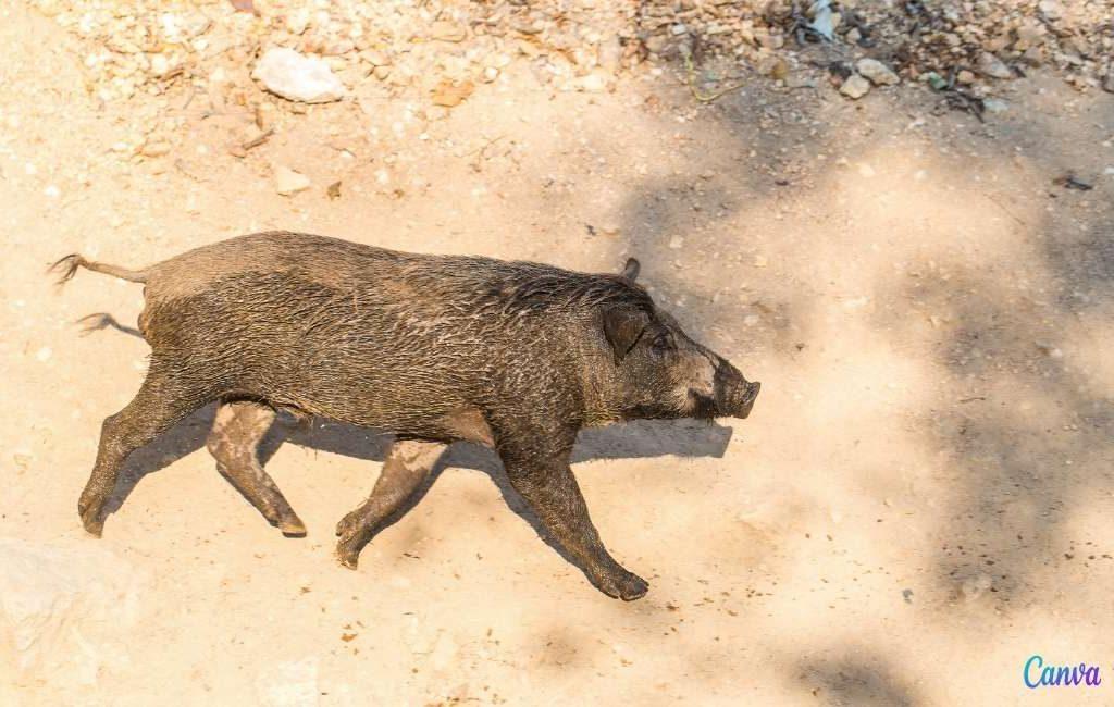 wild boar Object Detection Dataset by project-s5fh6