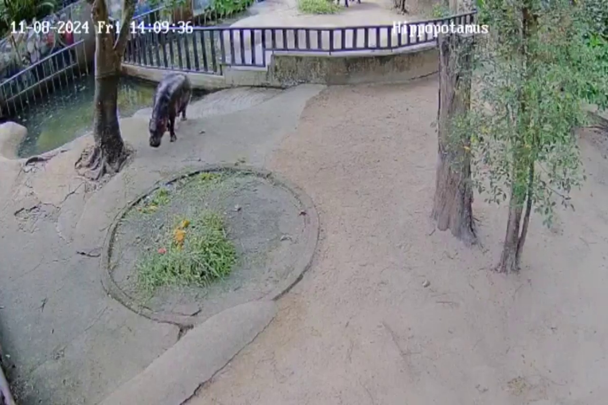 moo deng and mom Object Detection Model by AI Trainning