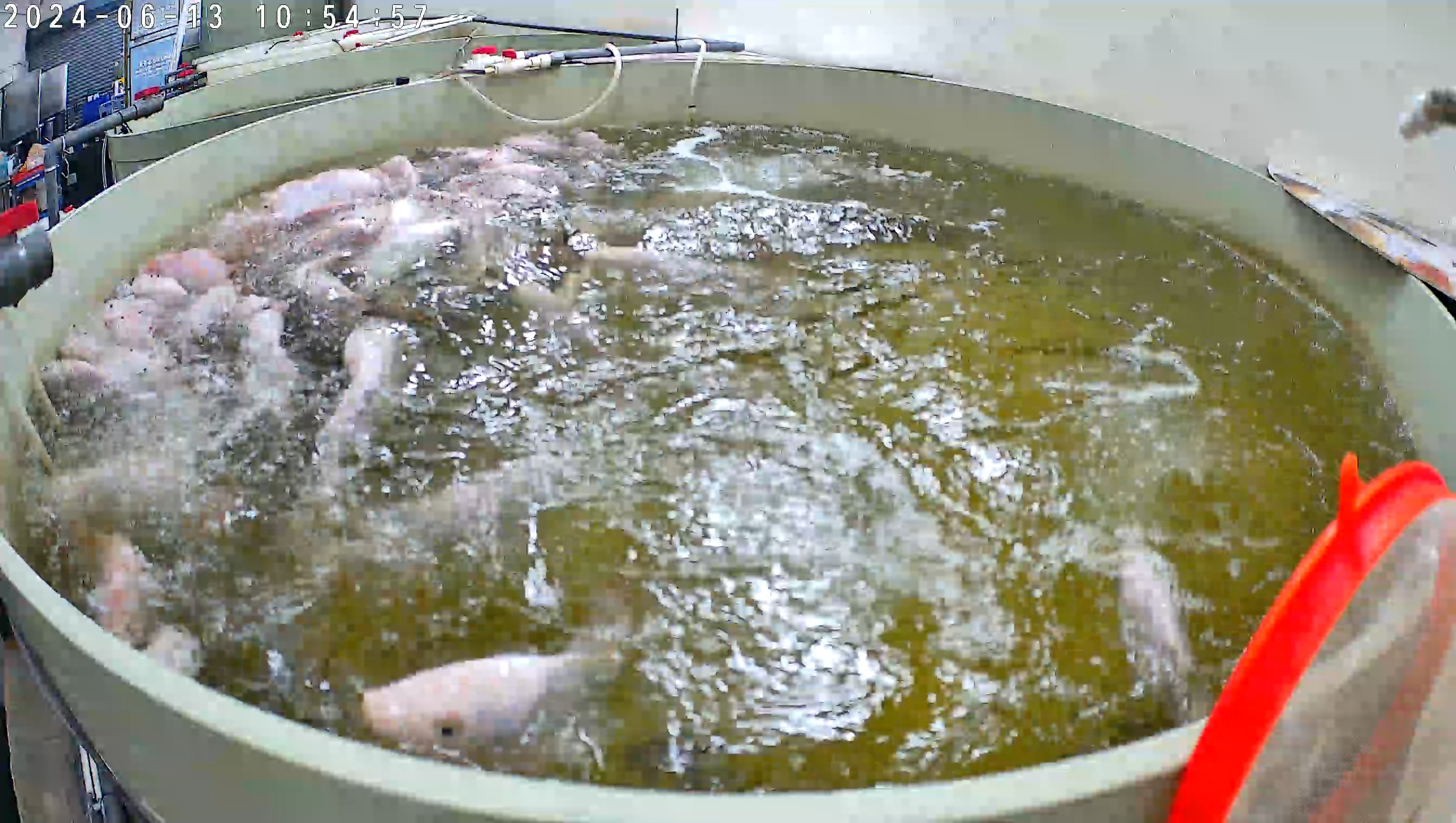 Fish Feeding Behaviour CCTV Object Detection Dataset by Fish feeding behaviour