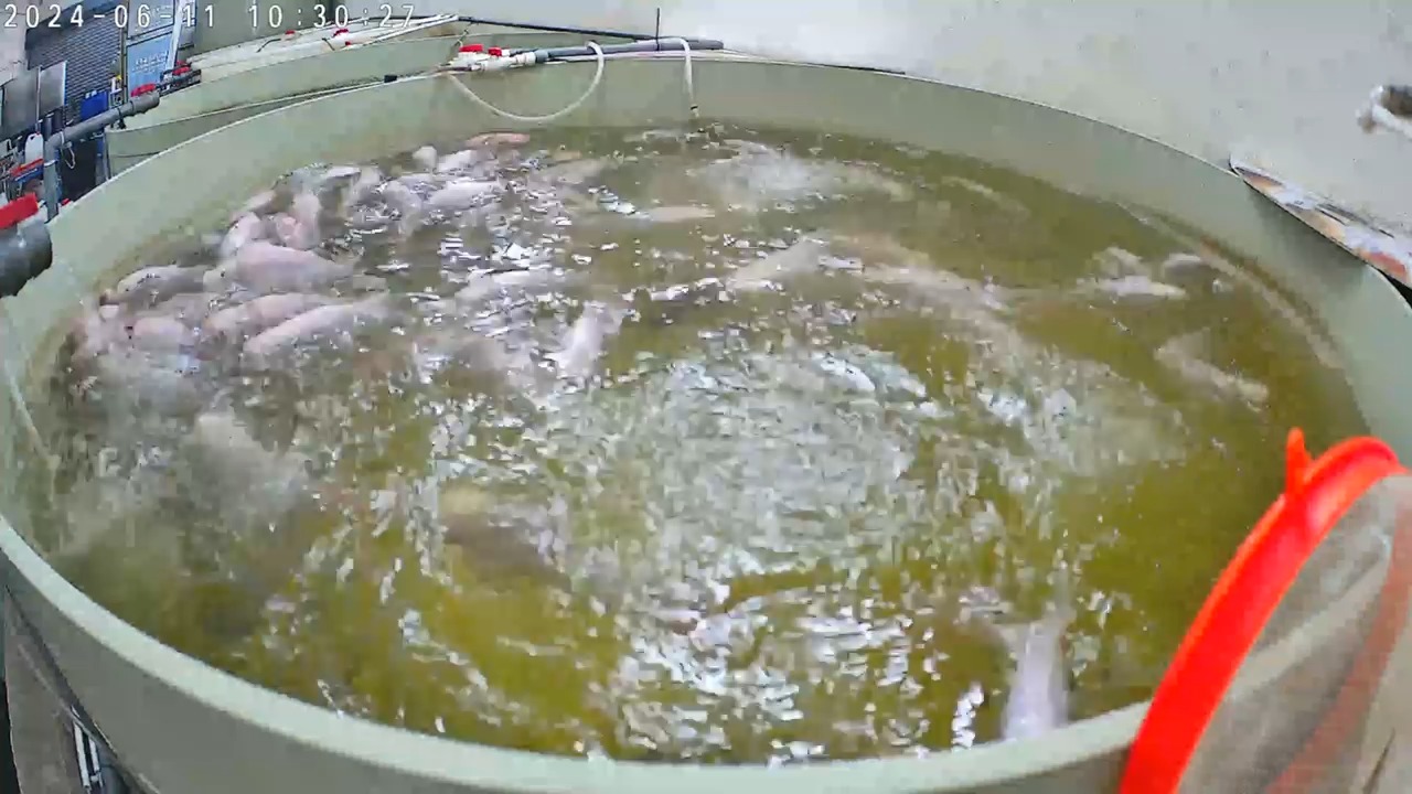 Fish Feeding 500 Object Detection Dataset by Fish feeding behaviour