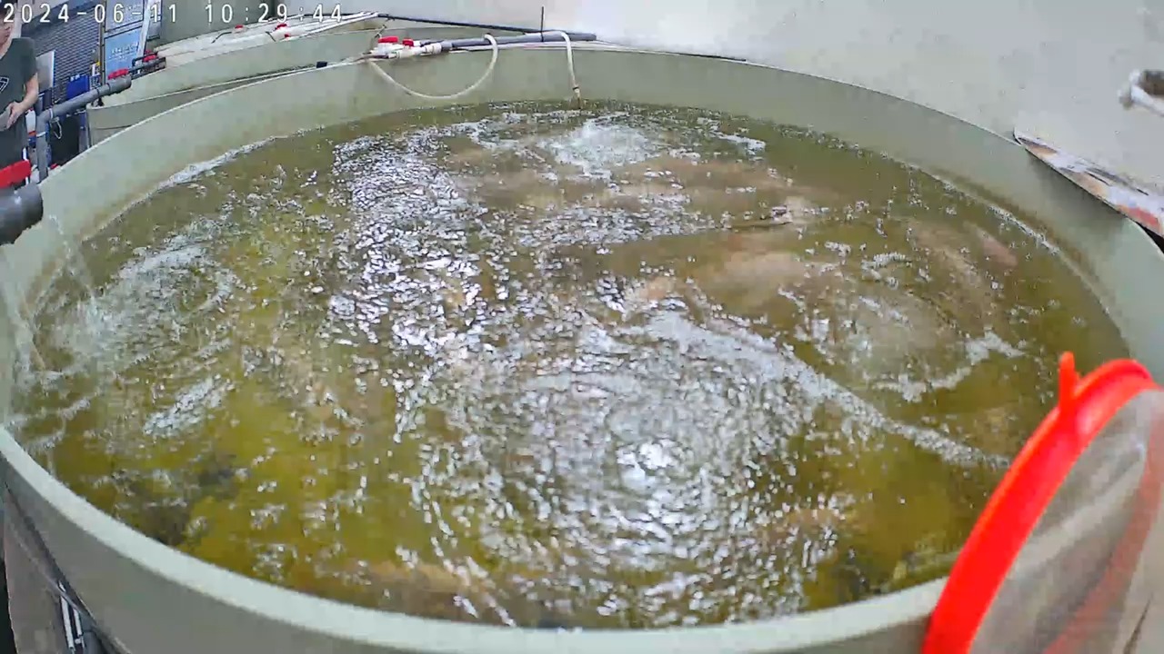 Fish Feeding Behaviour Detection Object Detection Model by Fish feeding behaviour