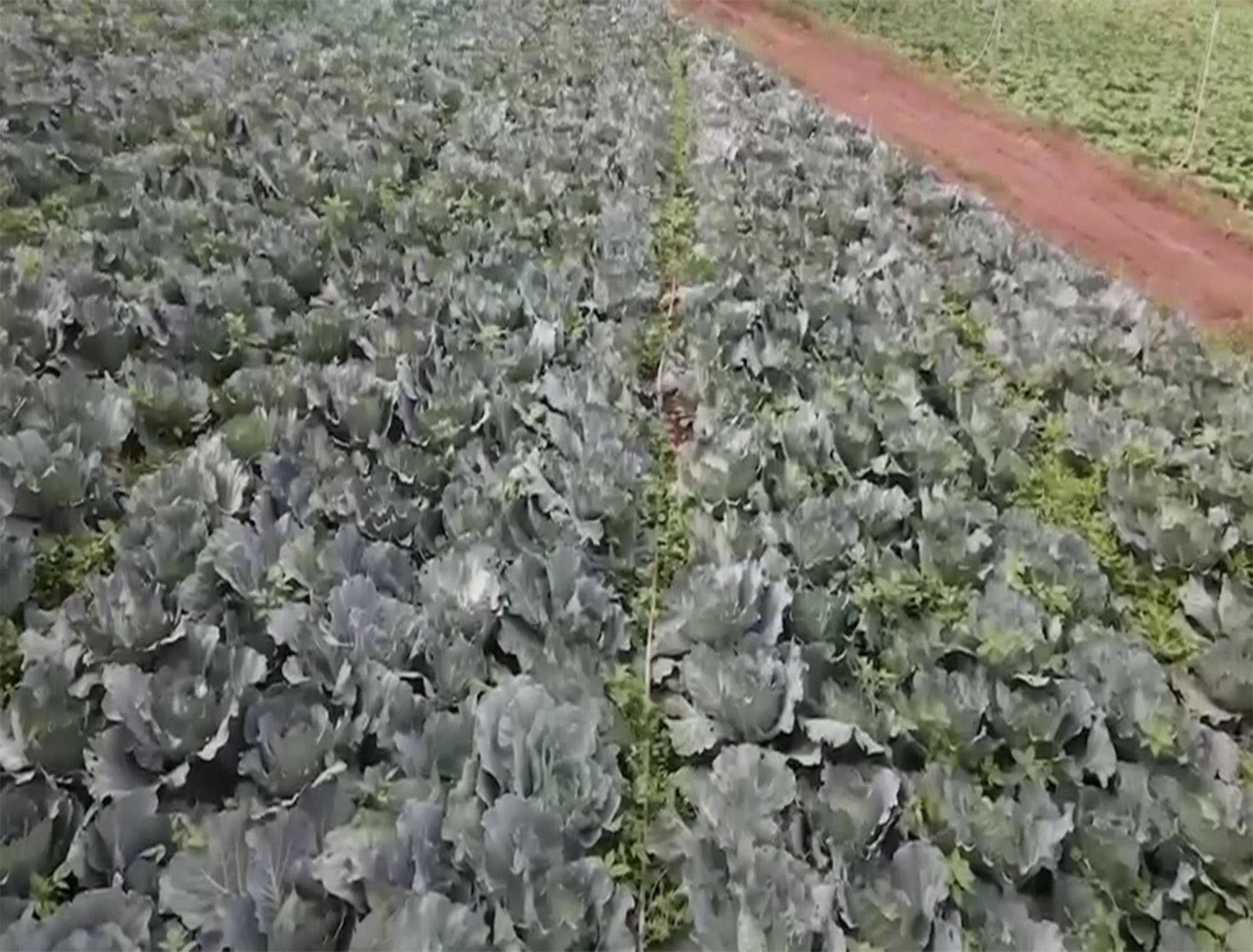 Cabbage Model Object Detection Dataset By Morning