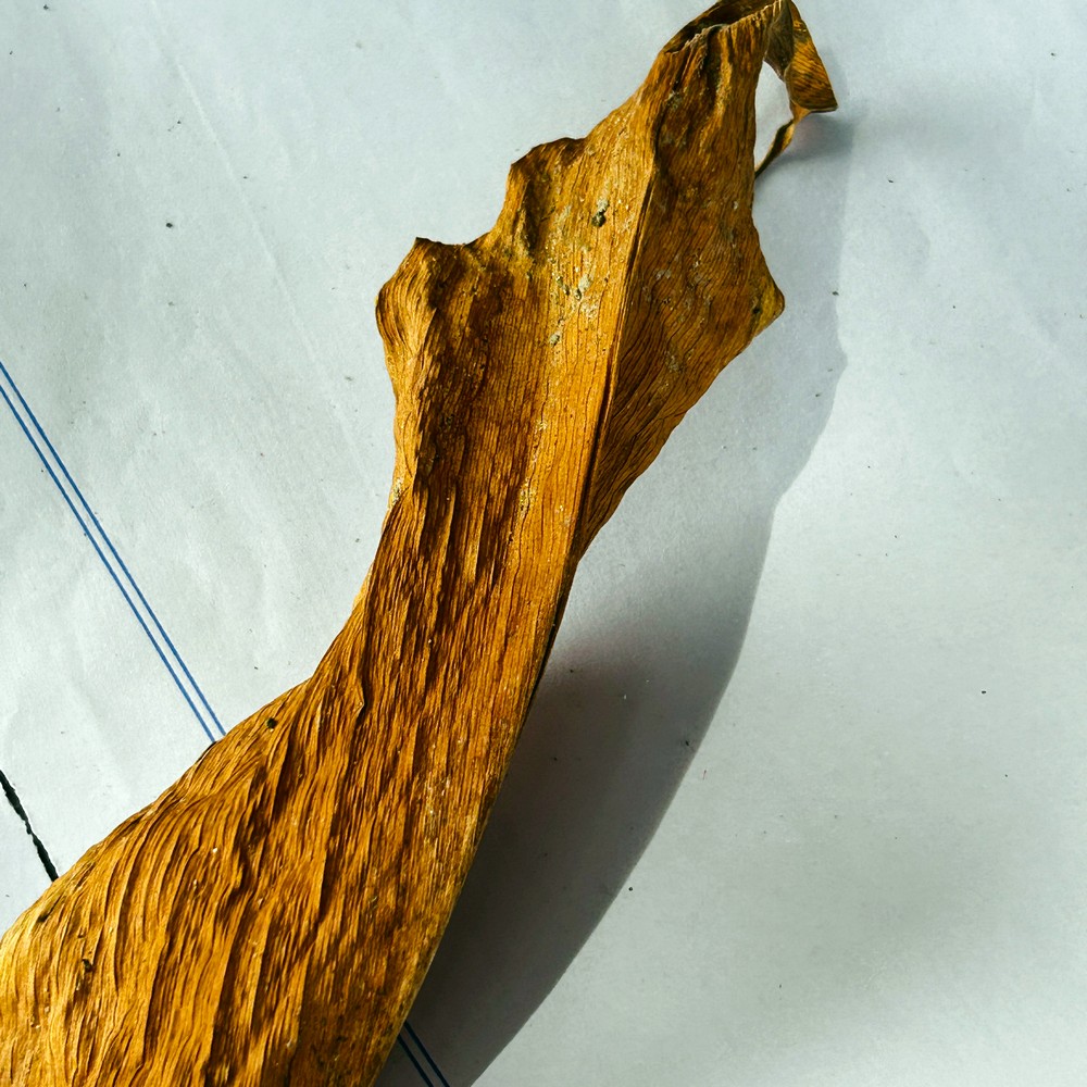 Turmeric Leaf Disease - Roboflow Universe