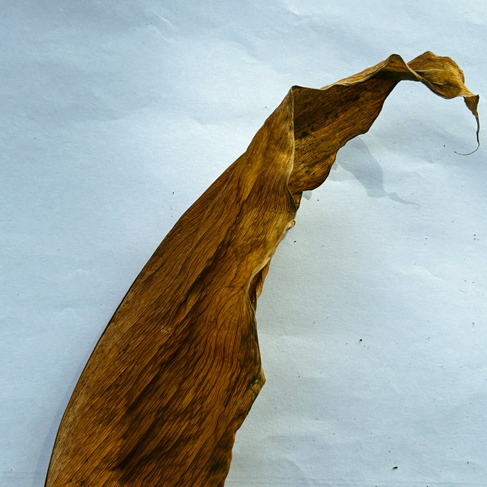 Turmeric_disease Object Detection Dataset by Turmeric Leaf Disease