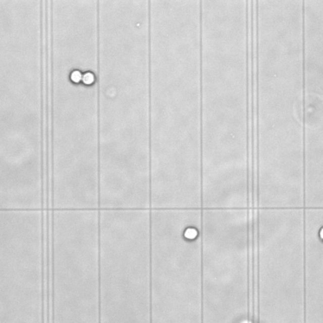 Celldetection Object Detection Dataset By Todoku