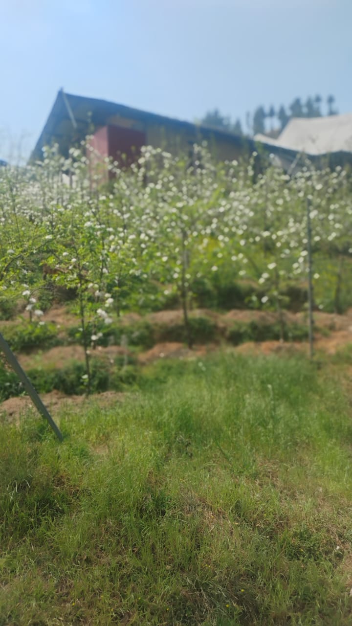 fruit tree detection Object Detection Dataset and Pre-Trained Model by scholar