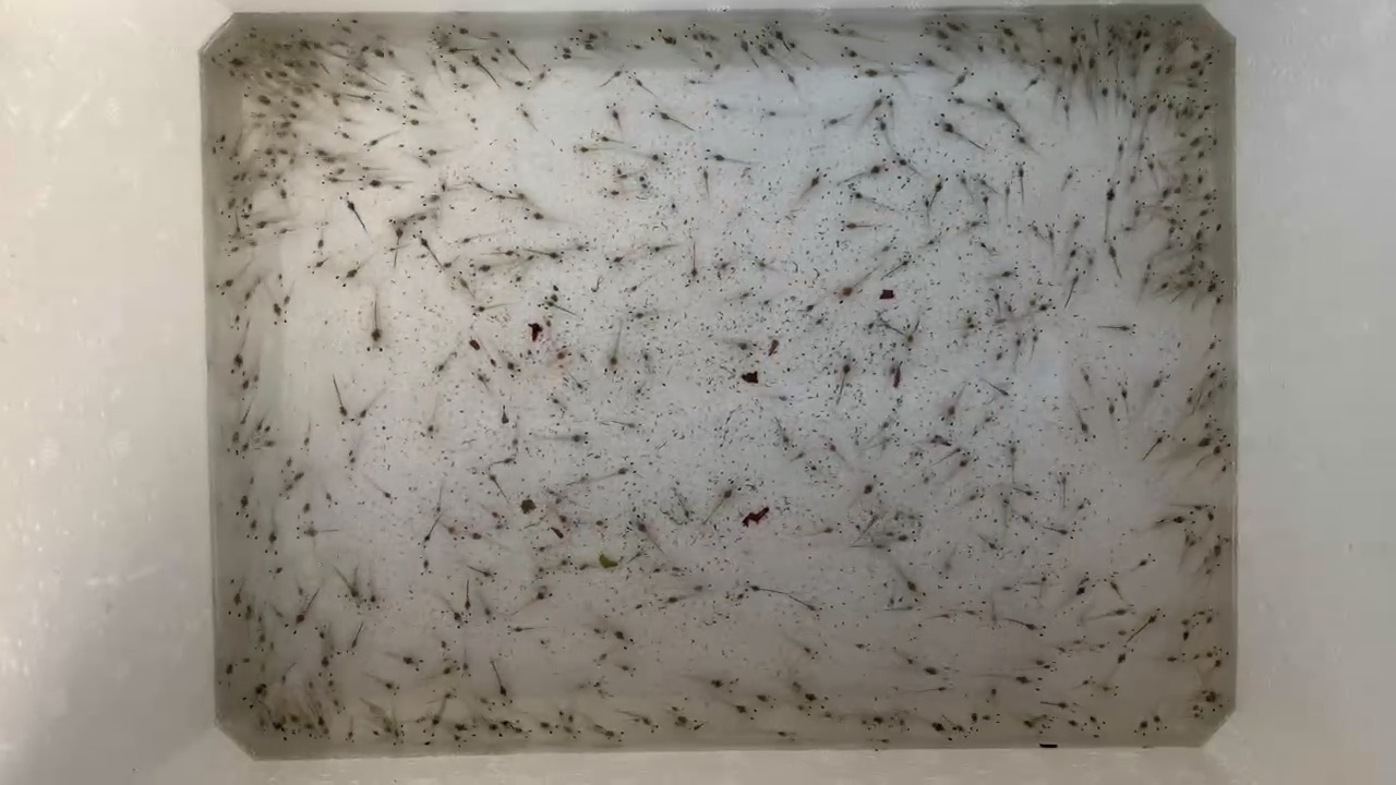 Shrimp Object Detection Dataset By Shrimp