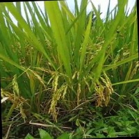 Rice Identification Classification Dataset by Rice Health Nutrition