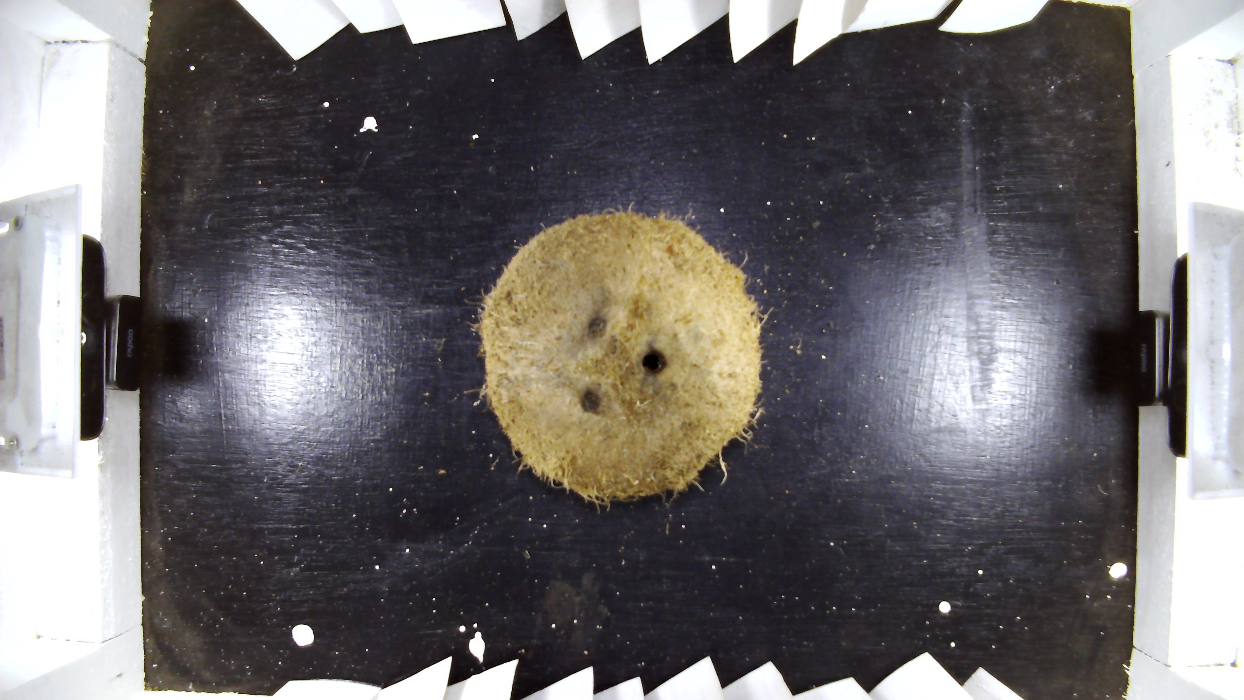 Thesis Object Detection Model by GagraduateKami