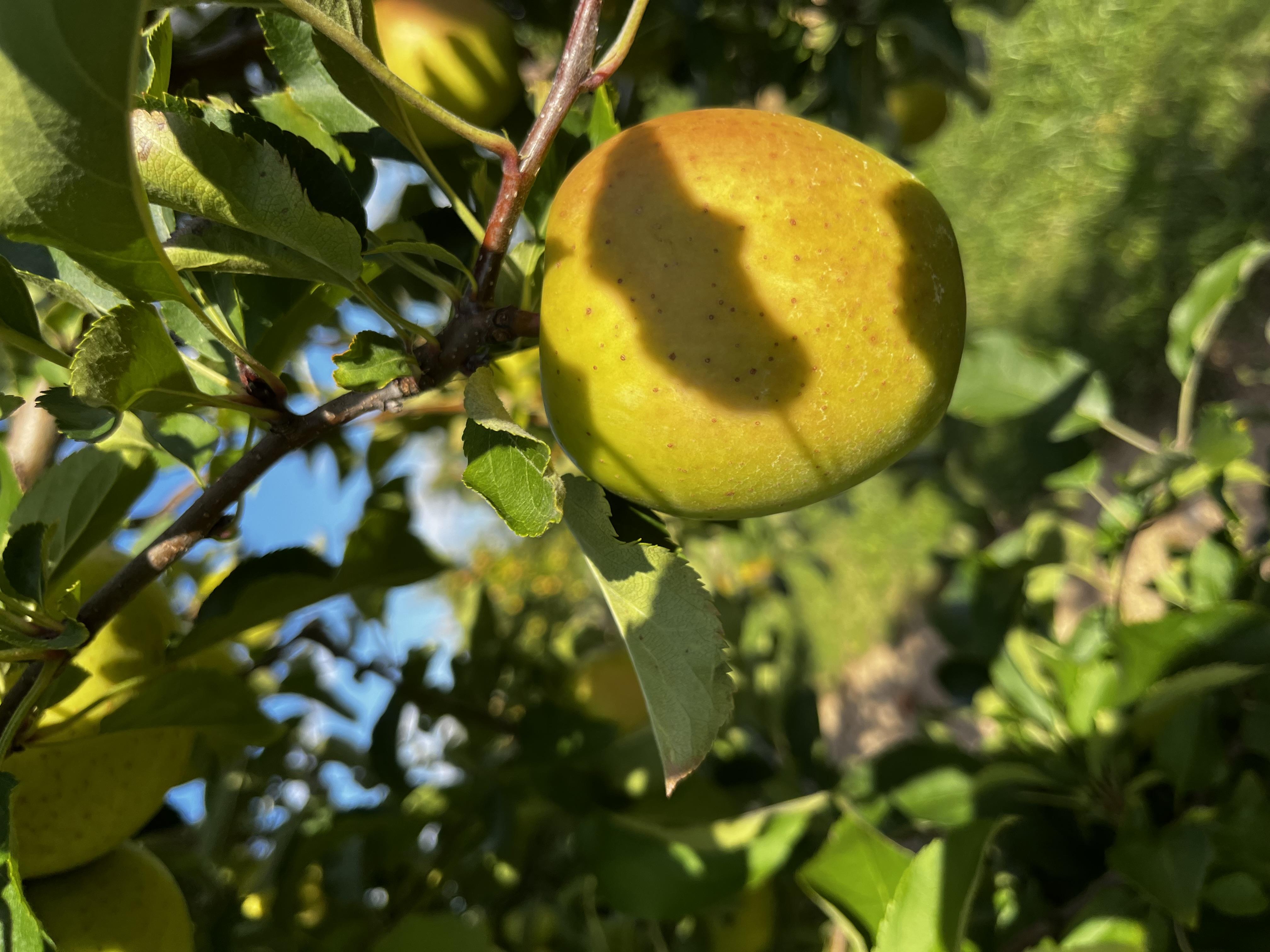 Apple Segmentation Instance Segmentation Dataset and Pre-Trained Model by dfdfsdf