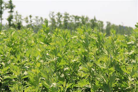 Qiai disease detection Object Detection Dataset by testgyt