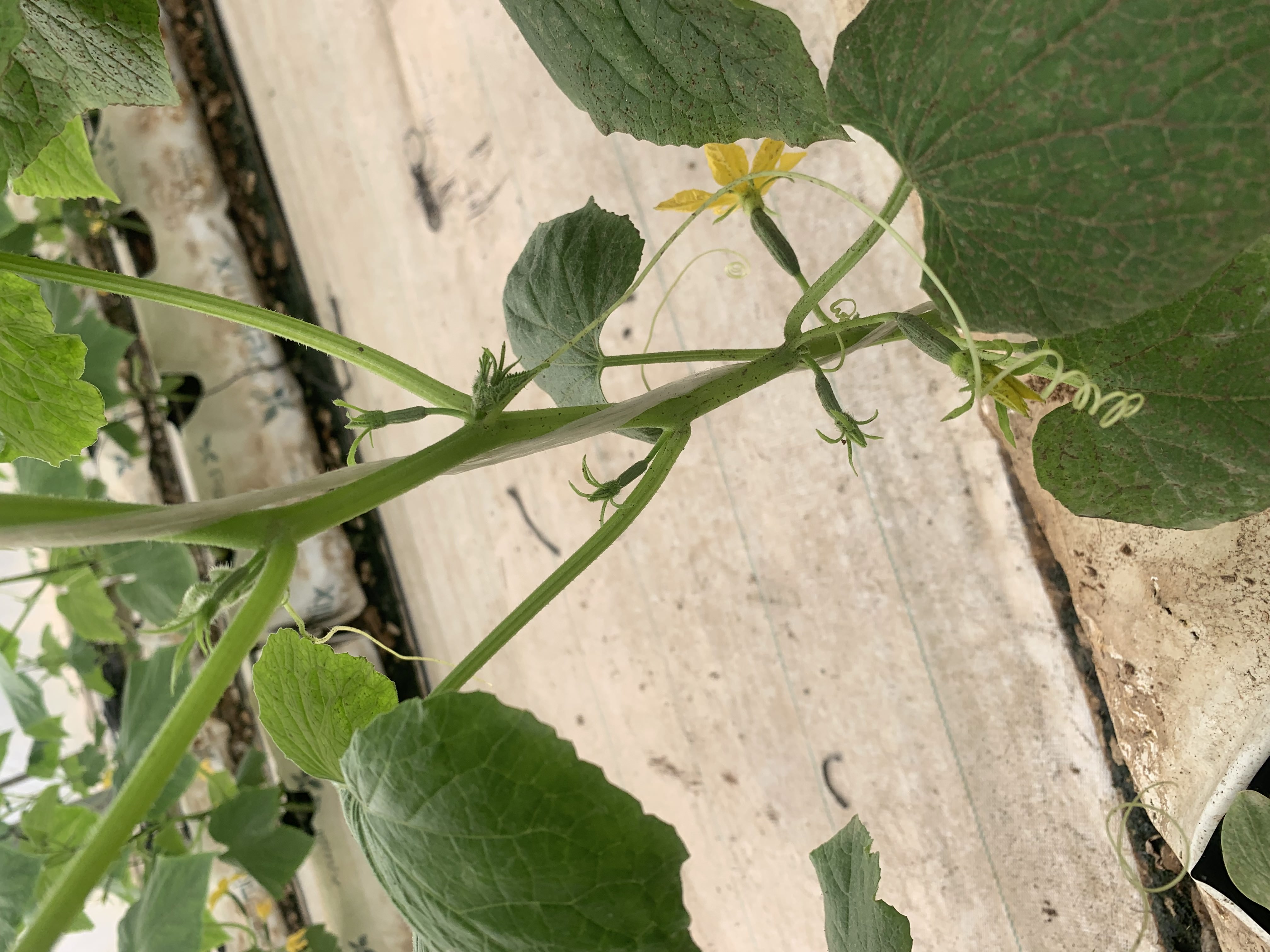 Cucumber fruit Detection Object Detection Model by Gamani