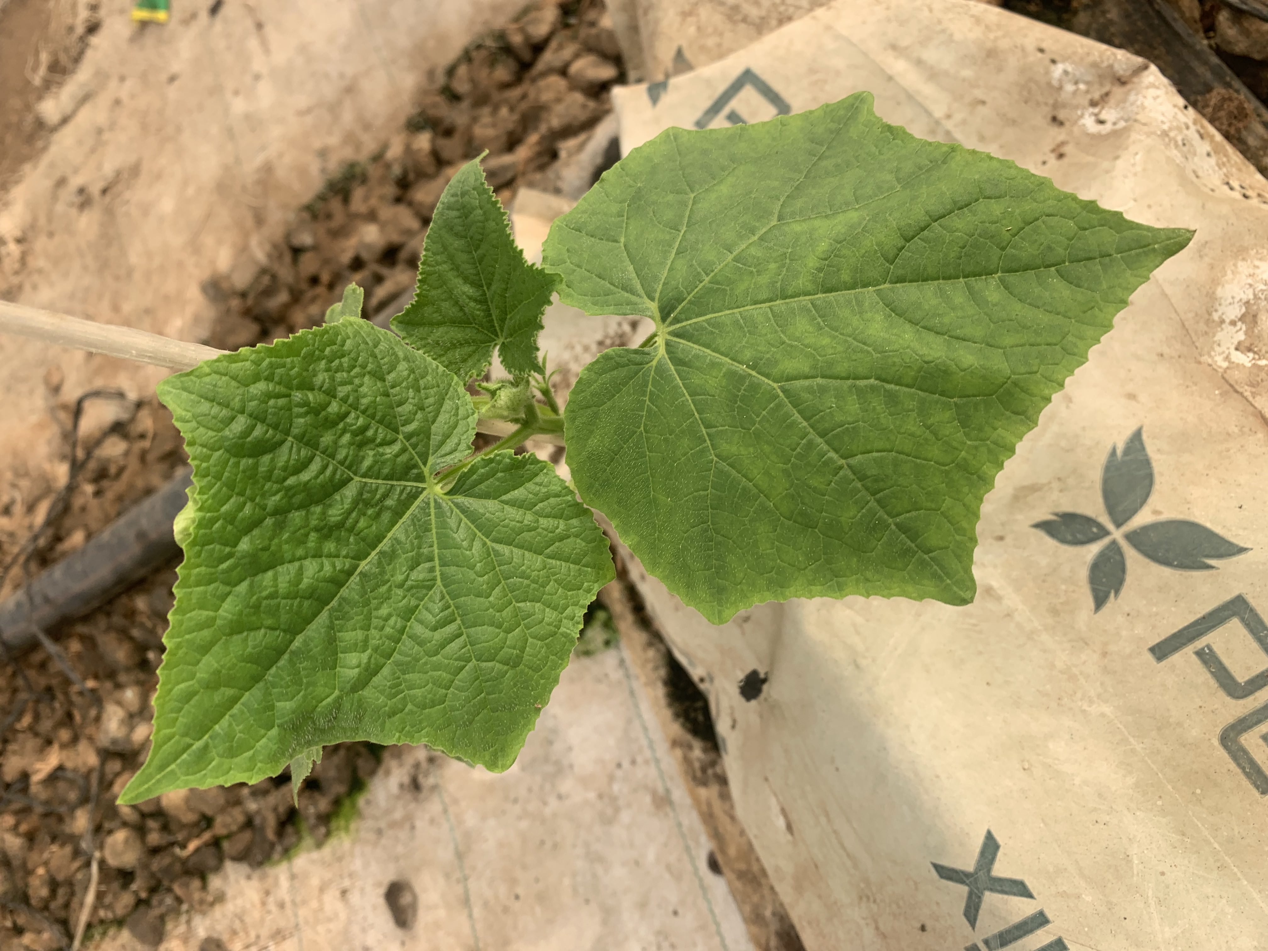 Young Cucumber Object Detection Dataset And Pre Trained Model By Gamani