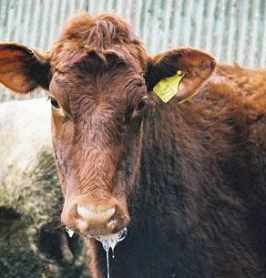 cow Object Detection Dataset and Pre-Trained Model by cow