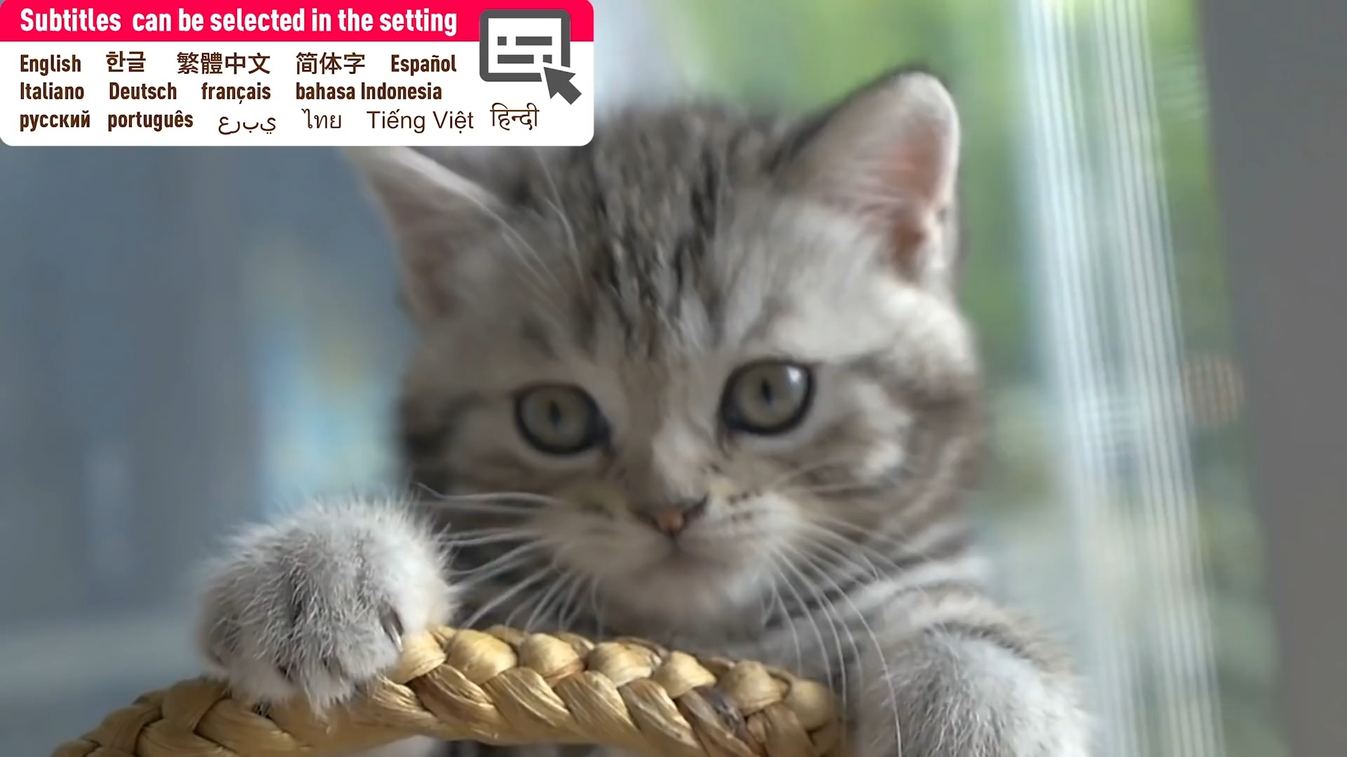 Cat Breeds Object Detection Model By Project Heijy