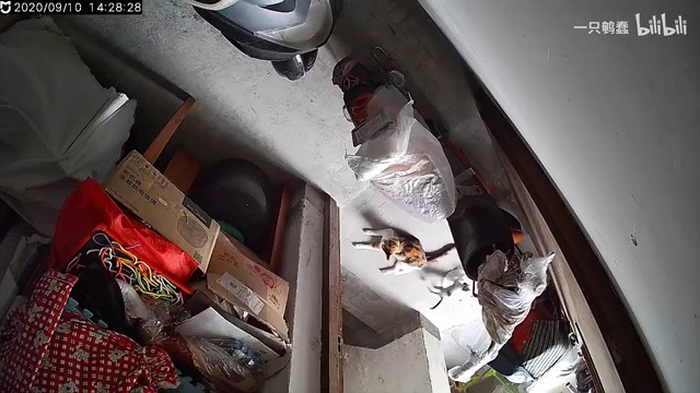 Stray Cat Object Detection Dataset And Pre Trained Model By Masterdrawup