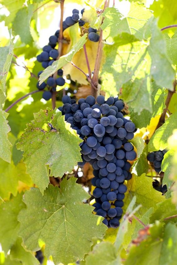 purple grape detection1 Object Detection Dataset and Pre-Trained Model by AgriP4