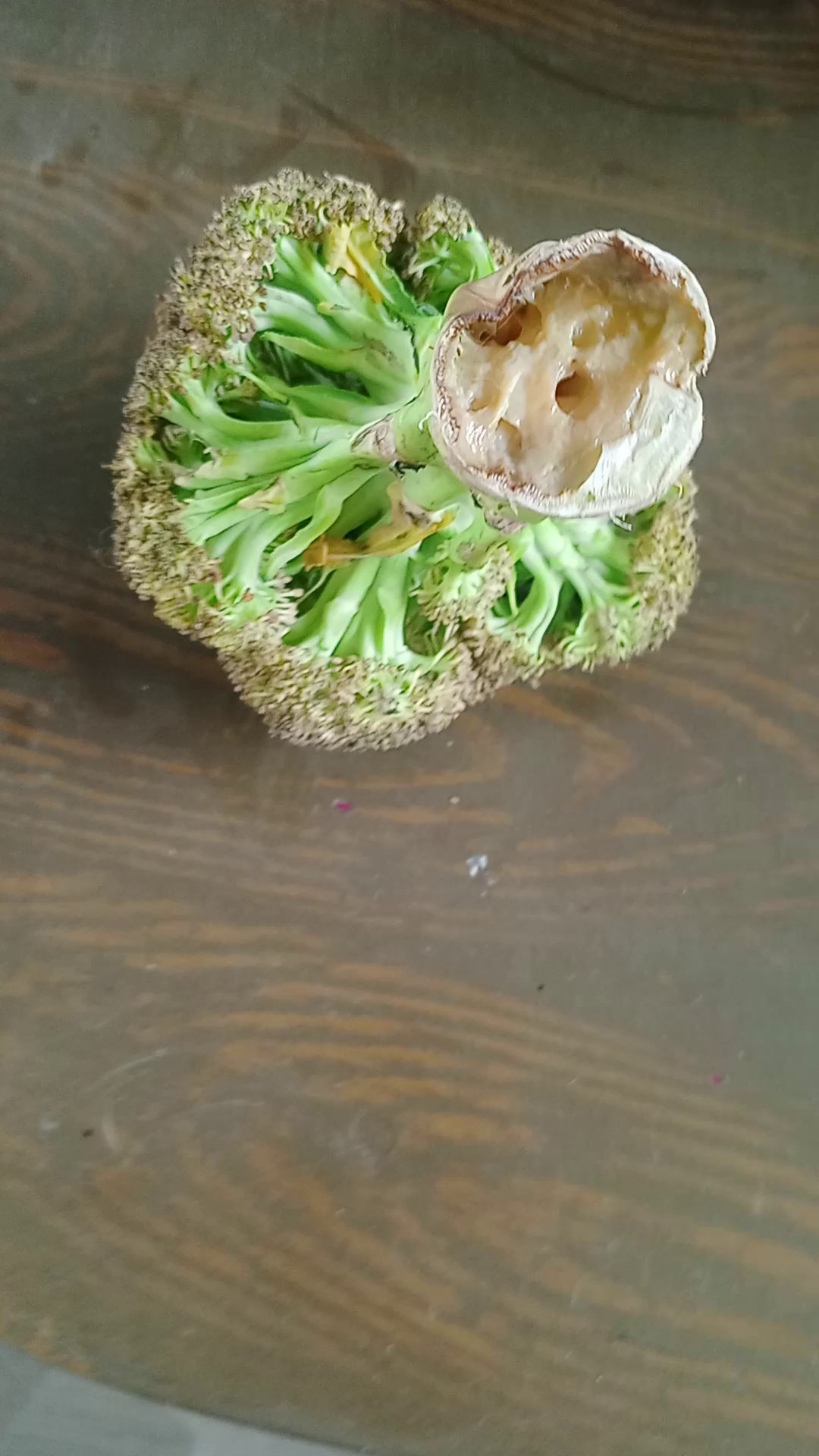 broccoli-segmentation Instance Segmentation Model by 1