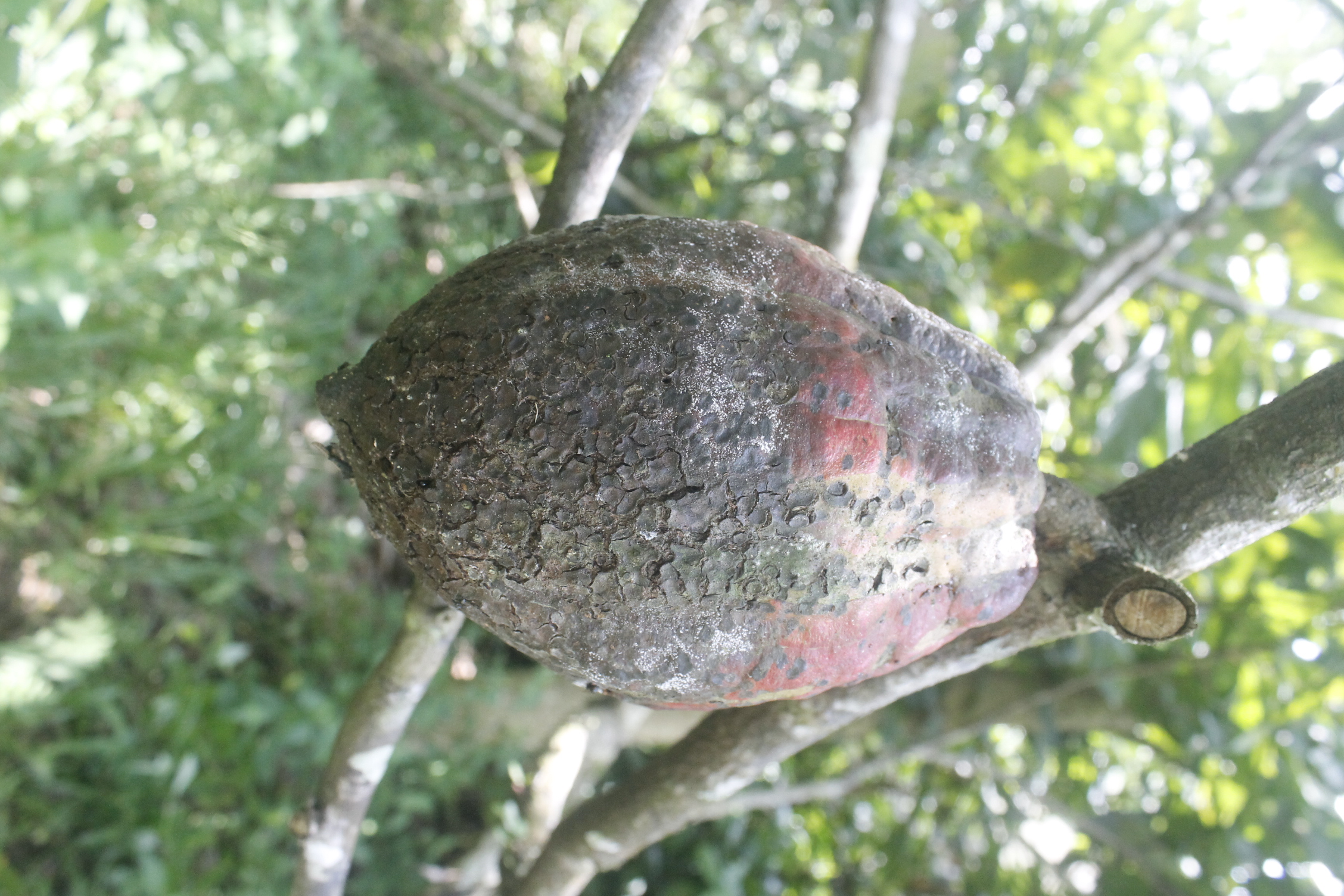 Pest Diseases Detection Object Detection Dataset And Pre Trained Model